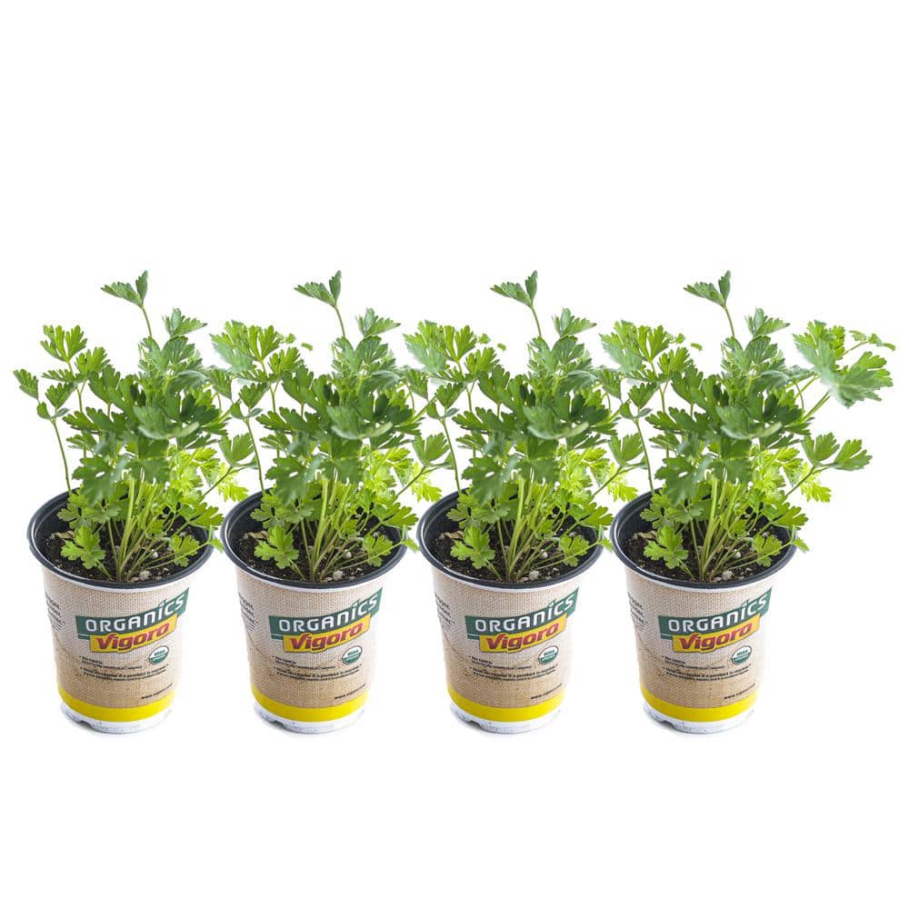 Vigoro 1 qt. Organic Single Parsley Plant (4-Pack) 748179531238 - The ...