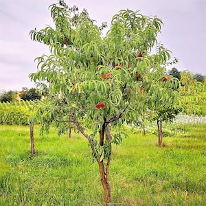 #5 pot Bonfire Patio Peach Tree PCHBON05G - The Home Depot