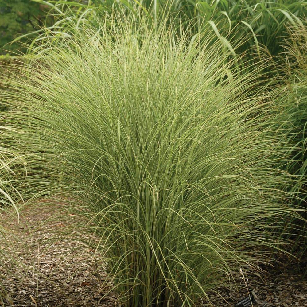 DIRECT GARDENING 1 Gal. Pot, Morning Light Miscanthus Ornamental Grass ...