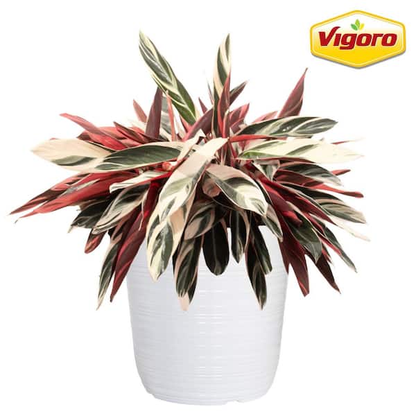 Vigoro 12 in. Vigoro Stromanthe Triostar Prayer Plant in White Decor ...
