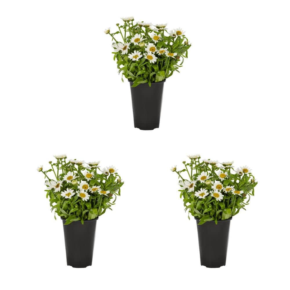 METROLINA GREENHOUSES 2 Qt. Leucanthemum White Mountain Perennial Plant ...
