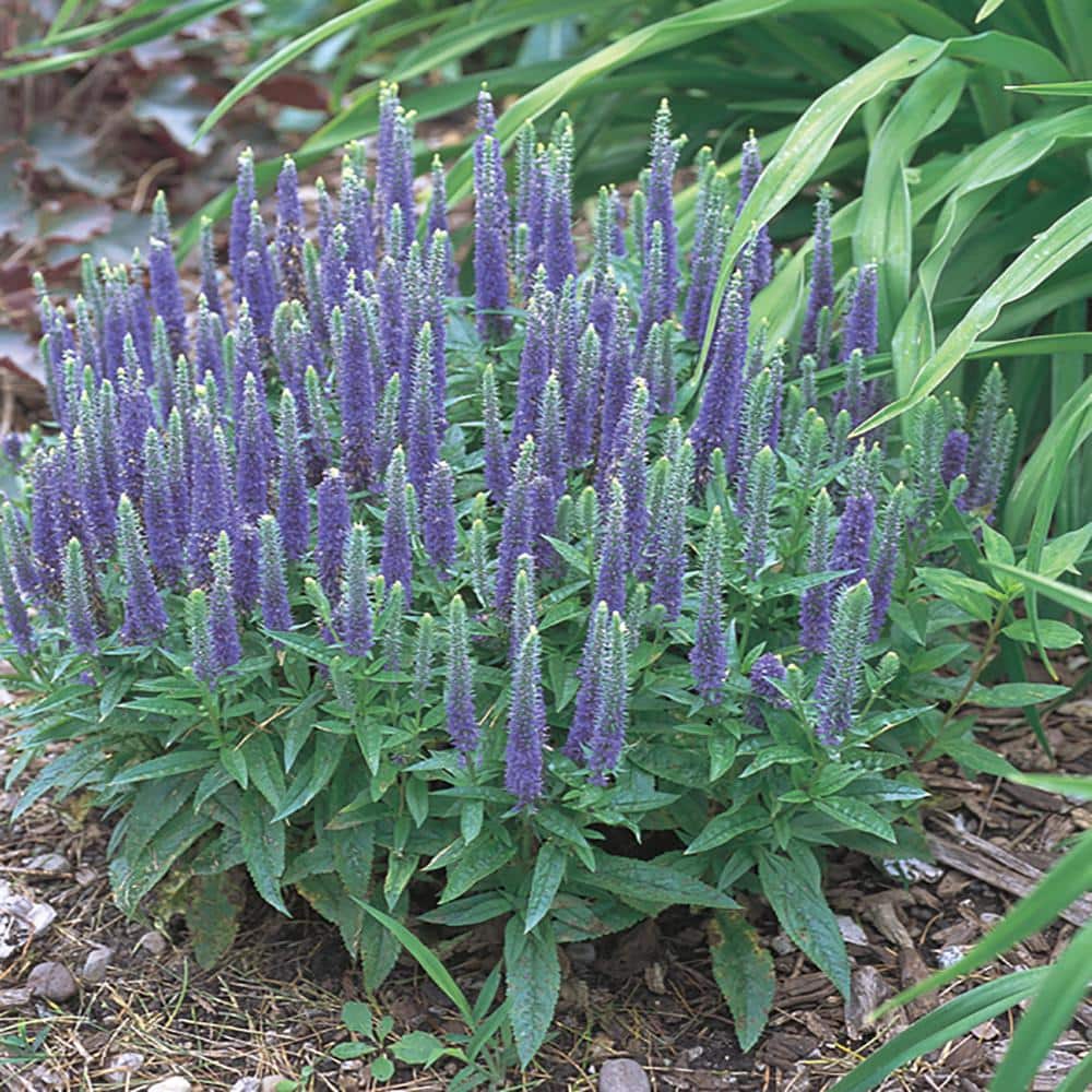 1 Gal. Purple Speedwell Plant 65187 - The Home Depot