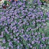 METROLINA GREENHOUSES 2.5 Qt. Heavenly Blue and Purple Lithodora Plant ...