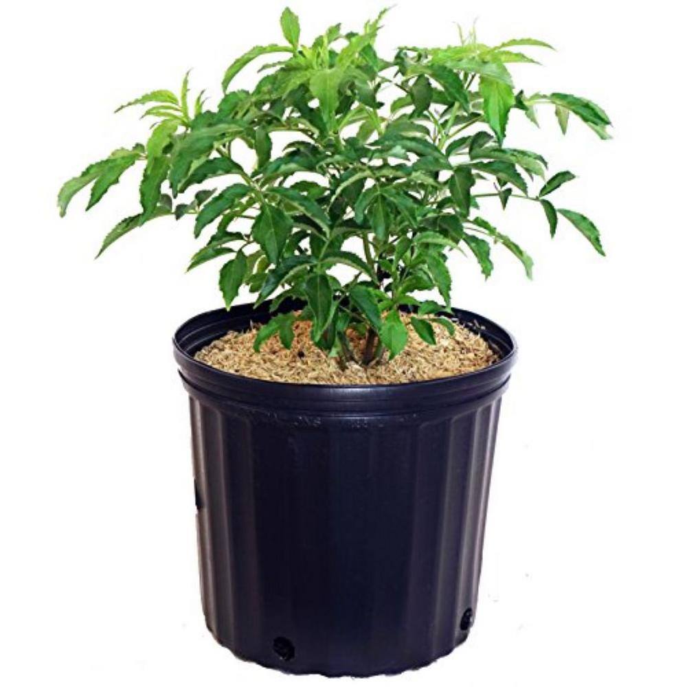 Green Promise Farms 3 Gal. York Elderberry, Live Plant with Green ...