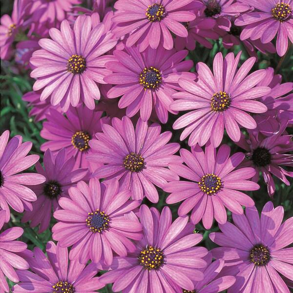 2.42 l Serenity Pink African Daisy Plant 19461 - The Home Depot