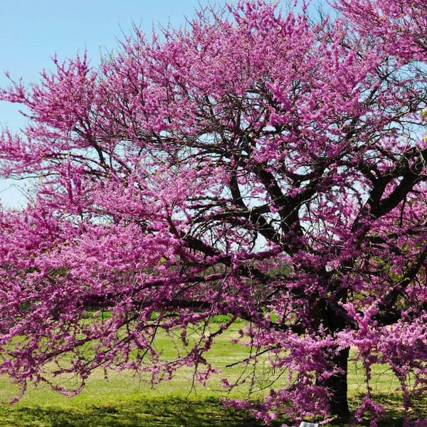 7 Gal. Eastern Redbud Flowering Deciduous Tree with Pink Flowers ...