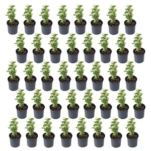 national PLANT NETWORK 1 Gal. Boxwood Wintergreen Shrub (40-Pack ...
