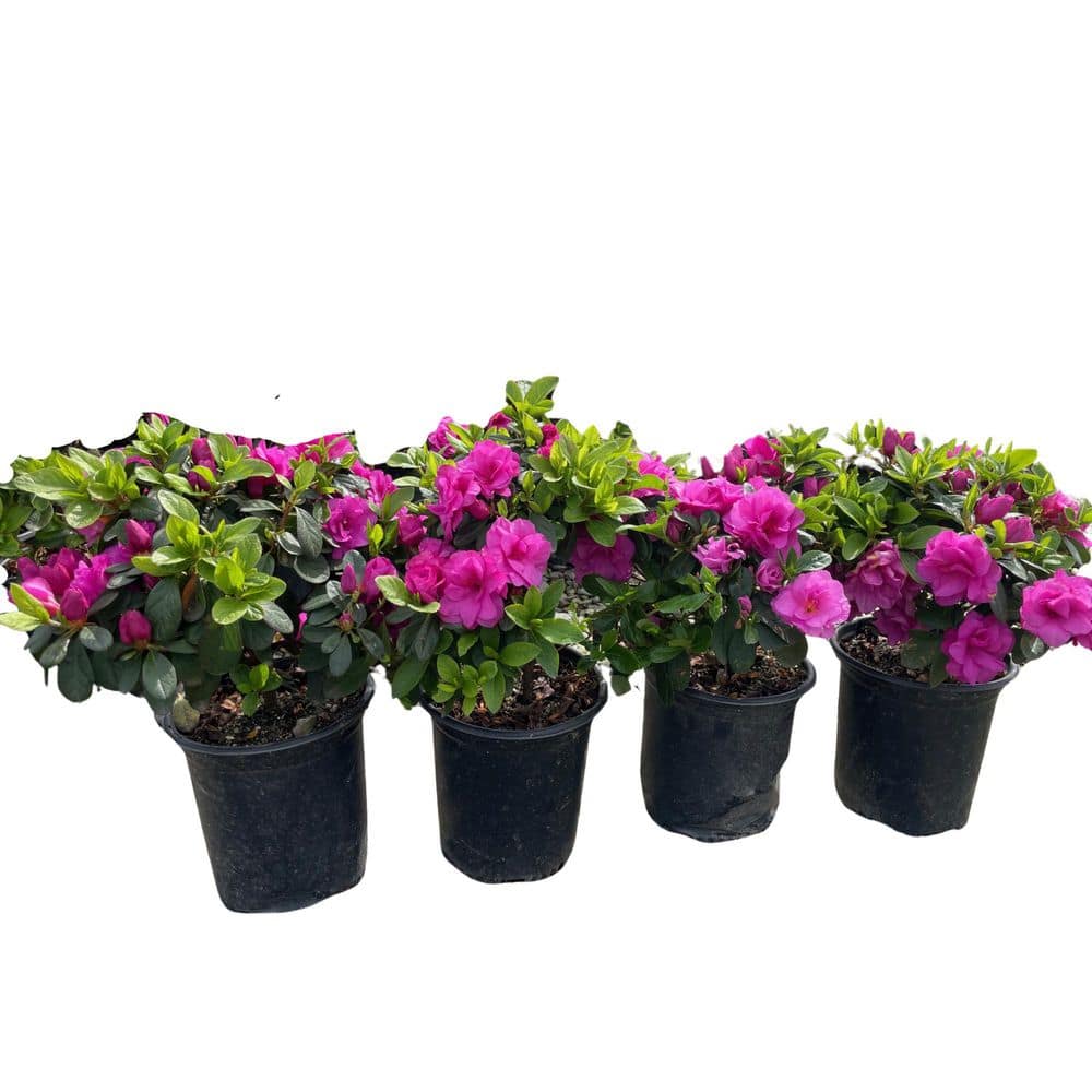 Alder & Oak #1 Container Azalea Southern Charm Evergreen Shrub (4-Pack ...