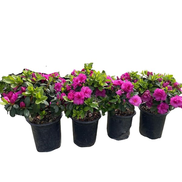 Alder & Oak #1 Container Azalea Southern Charm Evergreen Shrub (4-Pack ...