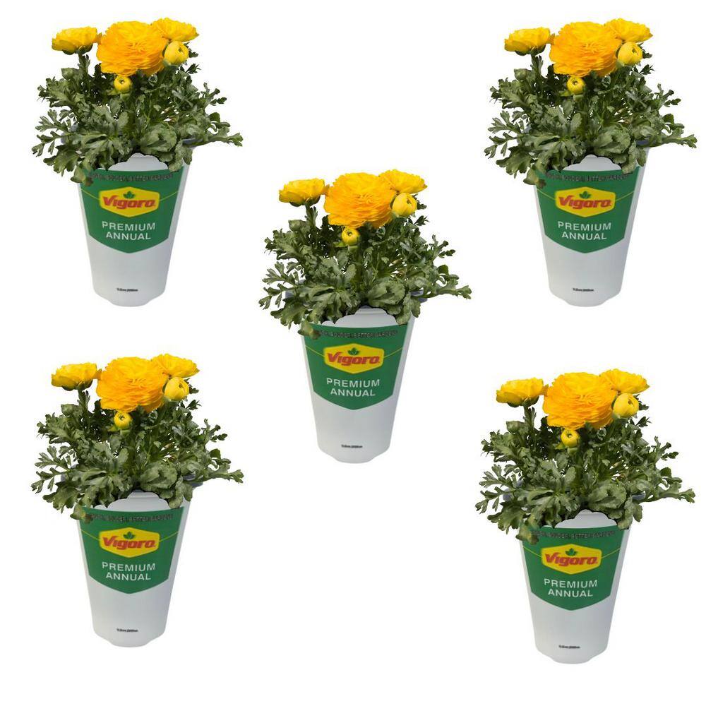 Vigoro 1 Qt. Ranunculus Annual Plant with Yellow Flowers (5 - Pack ...