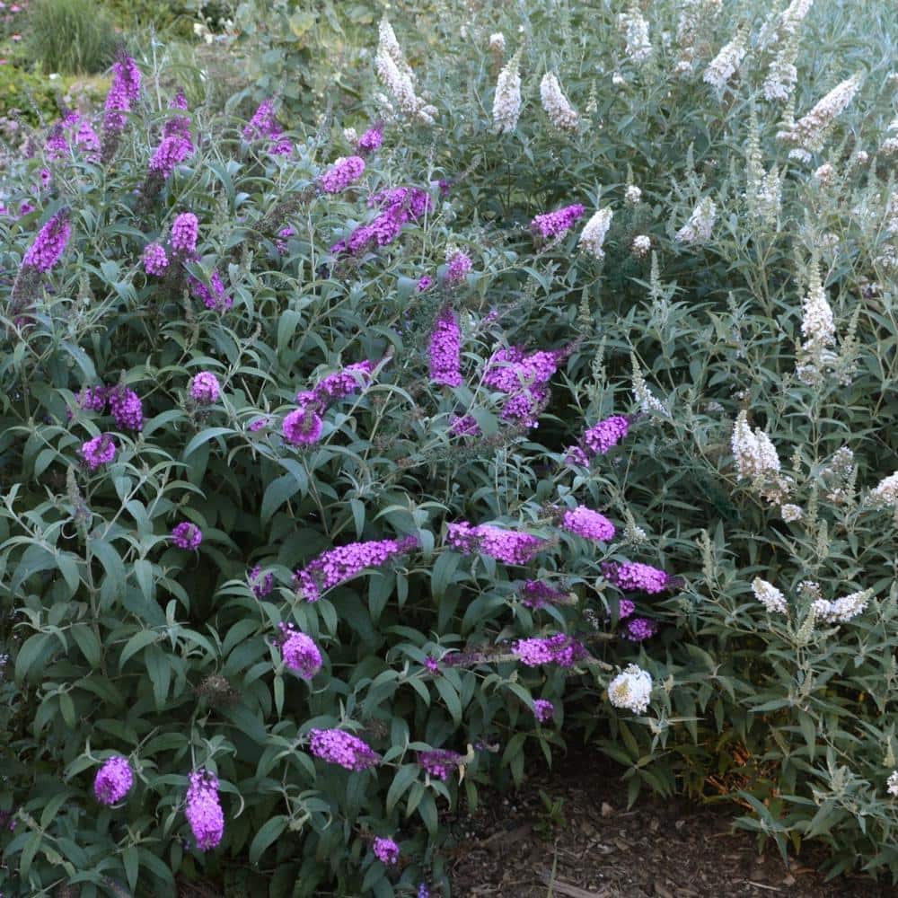 3.25 in. Buddleia Dapper Duo in Grower Container (2-Piece) Best Deals ...