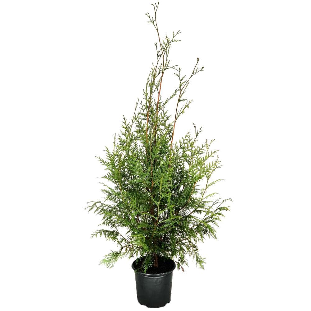 2.25 gal. Western Red Cedar (Thuja plicata) Evergreen Tree (1-Each ...