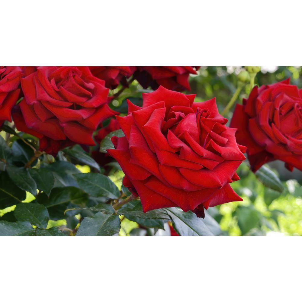 national PLANT NETWORK 1 Gal. 2-N-1 Freedom Rose Plant with Pink and ...
