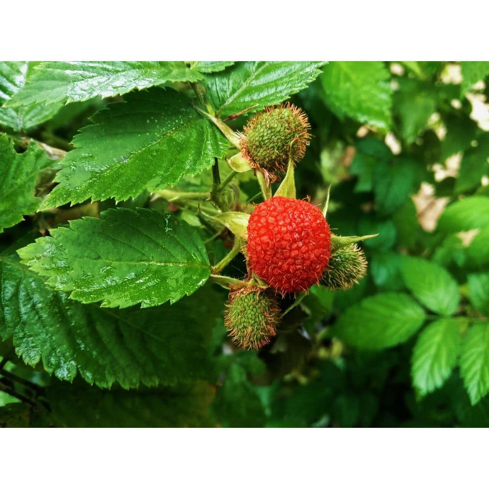 Online Orchards 1 Gal. Thimbleberry Native Fruiting Shrub with Clusters ...