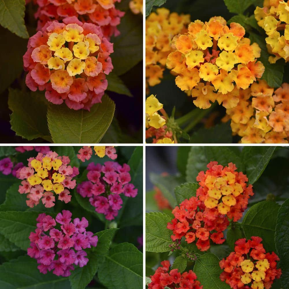 national PLANT NETWORK 2.5 In Bloomify Collection Lantana Annual Plant ...
