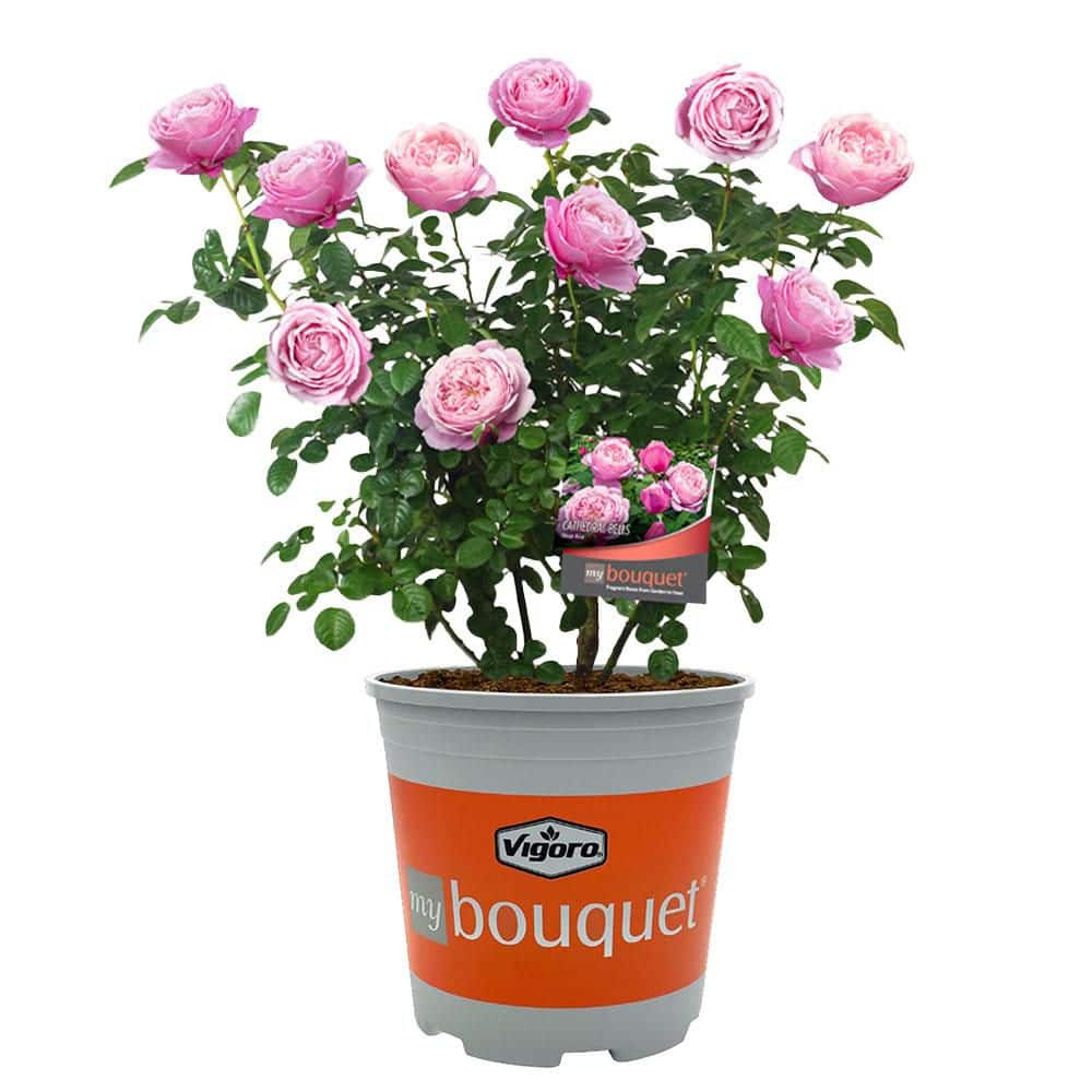 Vigoro 2 Gal. Cathedral Bells Rose with Pink Flowers 17529 - The Home Depot
