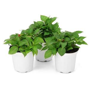 SunPatiens 4 in. SunPatiens Compact Happy Days Mix Plant (16-Pack ...