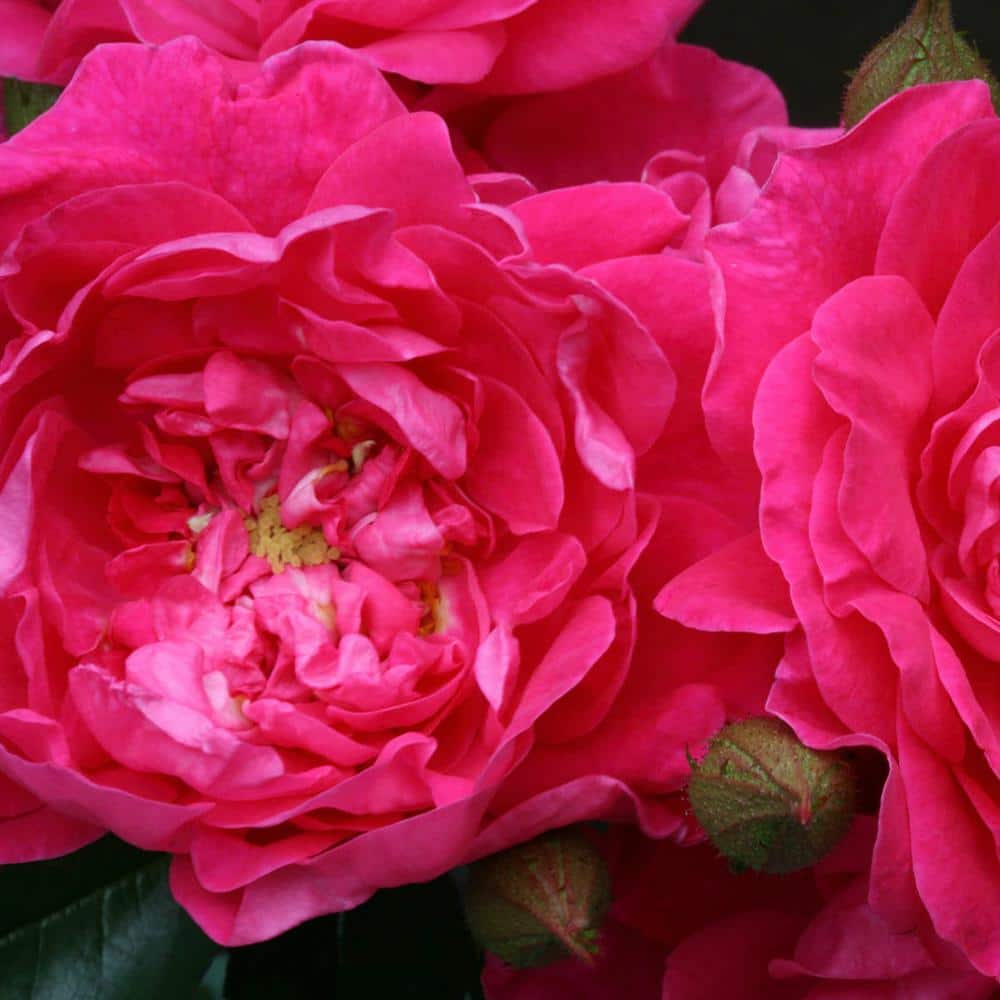 Spring Hill Nurseries 3 Gal. Pot, Party Hardy Shrub Rose, Live Potted ...