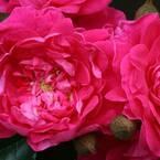 Spring Hill Nurseries 3 Gal. Pot, Sky's The Limit Climbing Rose, Live ...