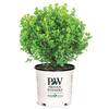 PROVEN WINNERS 2 Gal. Sprinter Boxwood Shrub with Glossy Evergreen ...