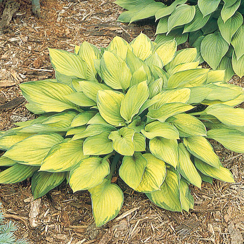Vigoro 1 Gal. Hosta Autumn Frost Plant with Purple Blossoms in Grower ...
