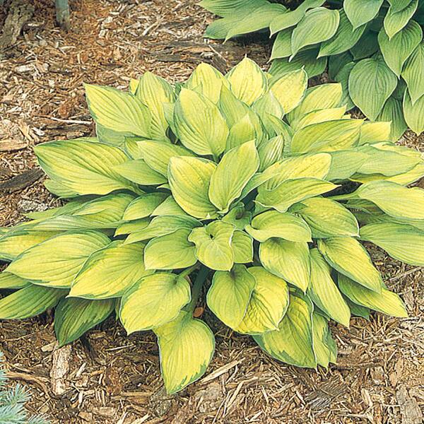 Vigoro 1 Gal. Hosta Autumn Frost Plant with Purple Blossoms in Grower ...