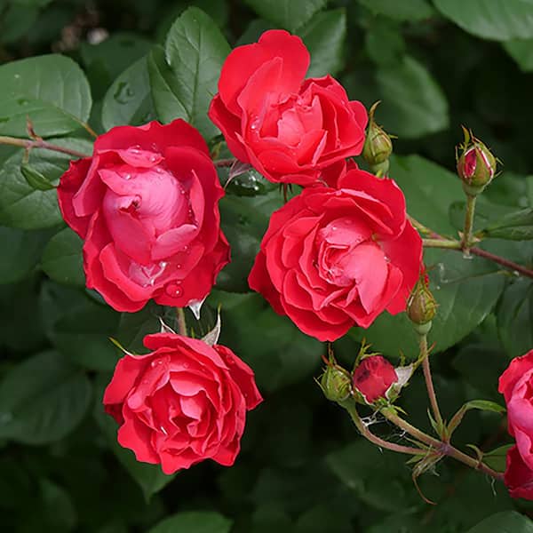 Double Red Rose