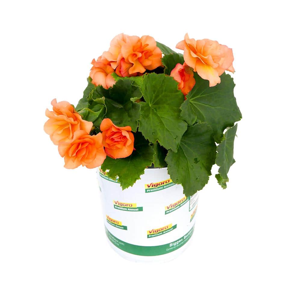 Vigoro 1 qt. Begonia Orange Flowering Live Annual Plant (1-Pack) 1574 ...