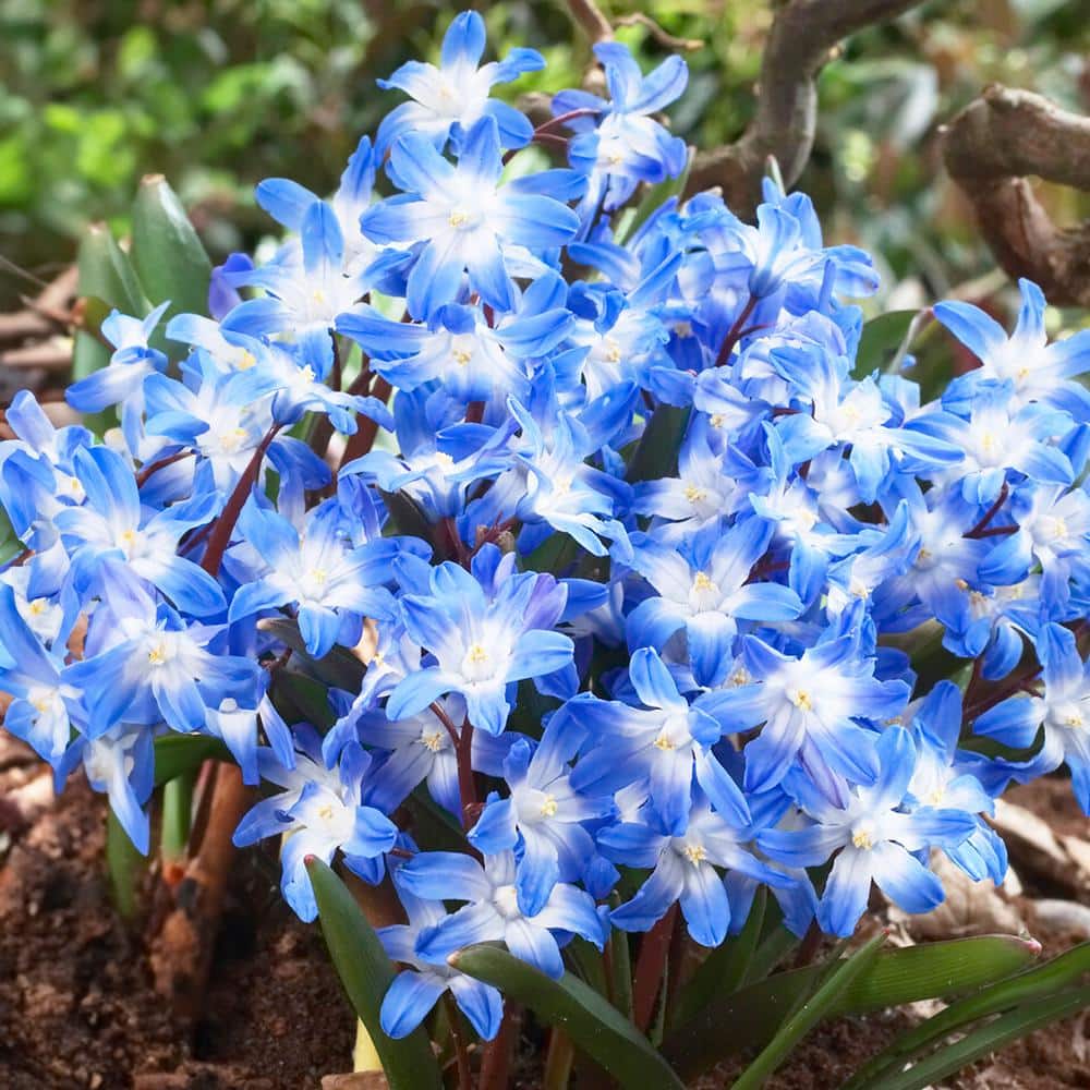 Garden State Bulb 5/Plus cm, Blue Giant Chionodoxa Glory of the Snow ...