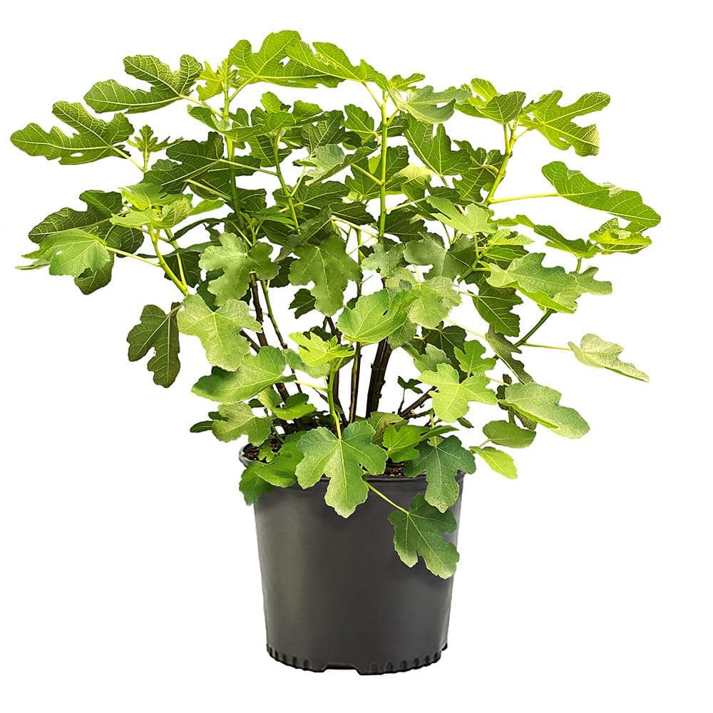 1 Gal. Brown Turkey Fig Tree Plant with Green Foliage 19597 - The Home ...