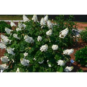 FIRST EDITIONS - Hydrangeas - Bushes - The Home Depot