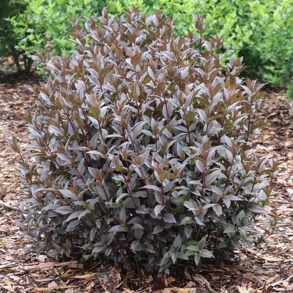 PROVEN WINNERS 1 gal. Kodiak Jet Black (Diervilla Hybrid) Live ...