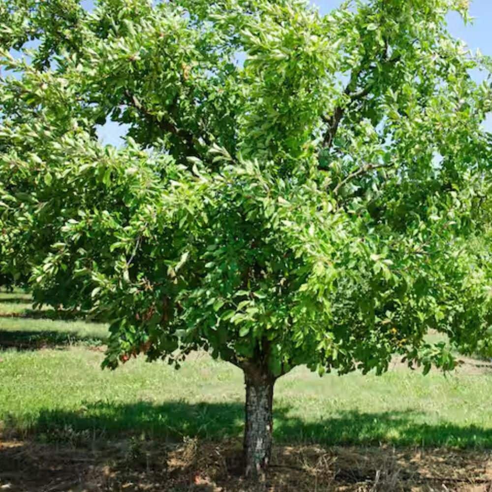 7 gal. Bruce Plum Fruit Tree PLUBRU07G - The Home Depot