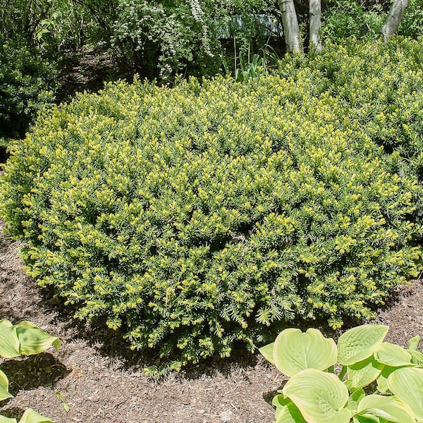 DIRECT GARDENING 3 Gal. Pot, Densiformis Spreading Yew Potted Evergreen ...