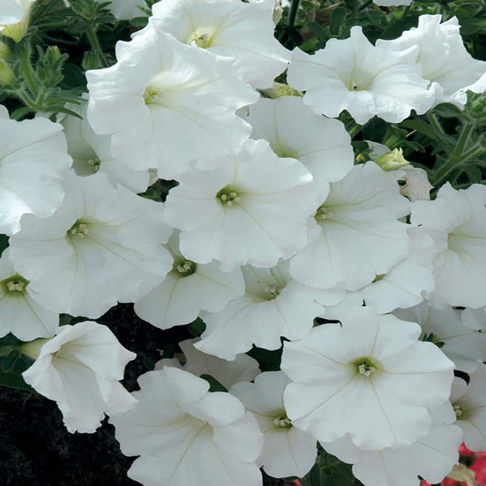 6 in. White Petunia Plant 19608 - The Home Depot
