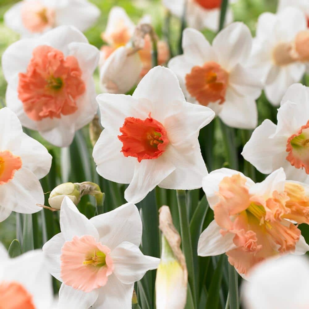 Garden State Bulb 14/16 cm Daffodil Pink Mixed Flower Bulbs (Bag of 100 ...