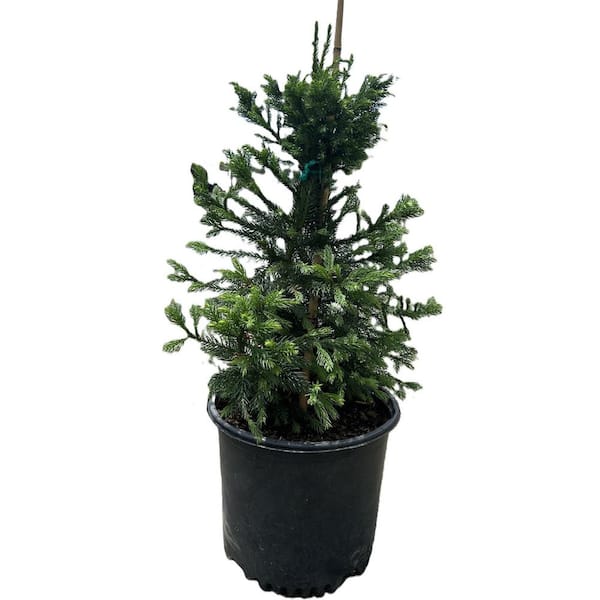 BELL NURSERY 3 gal. Black Dragon Japanese Cedar (Cryptomeria Japonica ...