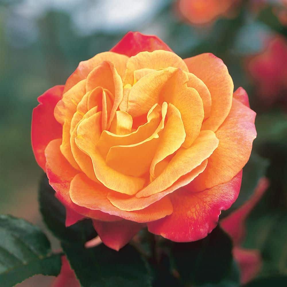 True Bloom 3 Gal. True Sincerity Rose Plant with Pink/Yellow Flowers ...