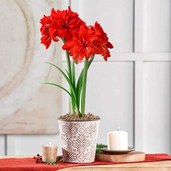 Gardens Alive! 6 in. Pot Double Circus Red Flowering Amaryllis ...