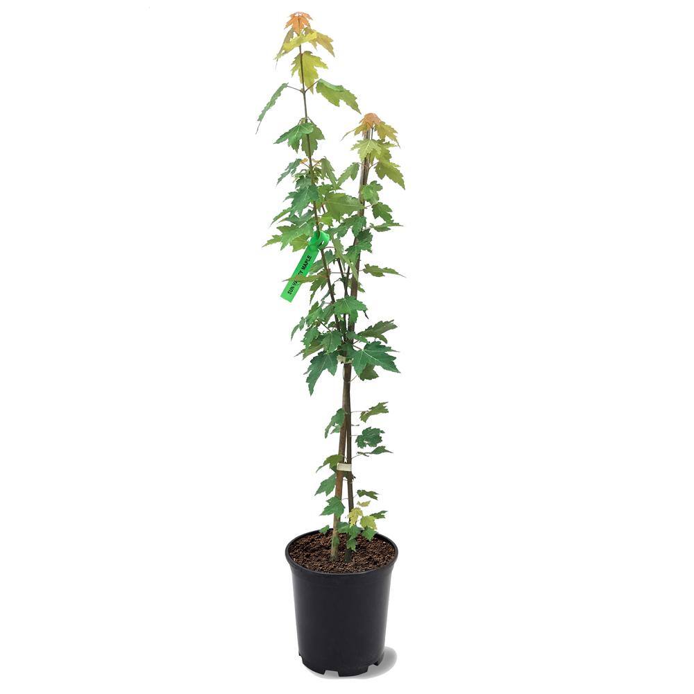 1 Gal. Sun Valley Deciduous Maple Tree MAPSUV01G - The Home Depot