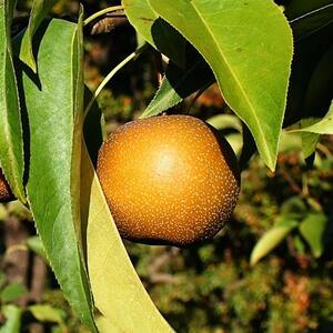 5 Gal. Bing Fruiting Cherry Tree CHEBIN05G - The Home Depot