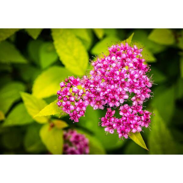 Online Orchards 1 Gal. Spiraea Double Play Red Plant with Red Blossoms ...