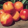 Gurney's Karla Rose Nectarine Dormant Bare Root Standard Fruiting ...