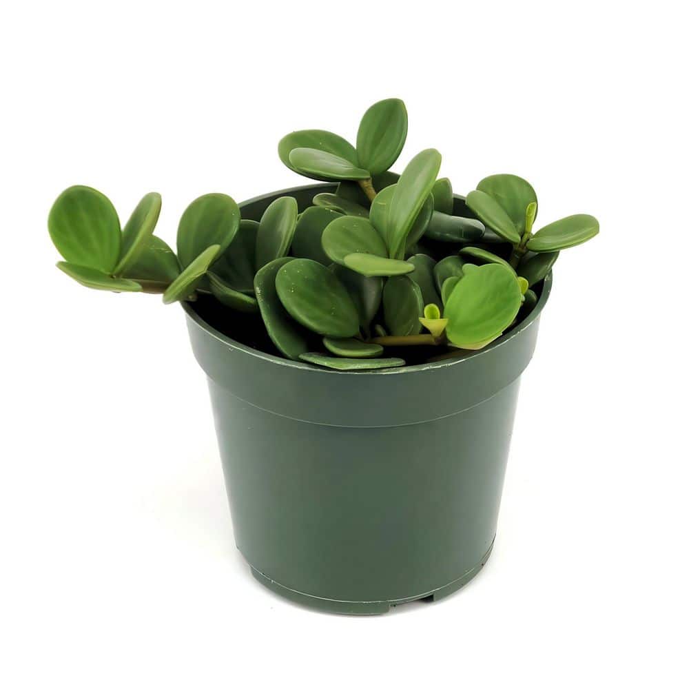 national PLANT NETWORK 4 in. Peperomia Hope Plant in Grower Containers ...