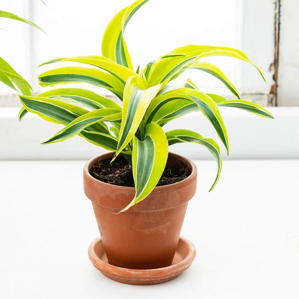 Spring Hill Nurseries 4 in. Pot Lemon Surprise Dracaena, Live Potted ...