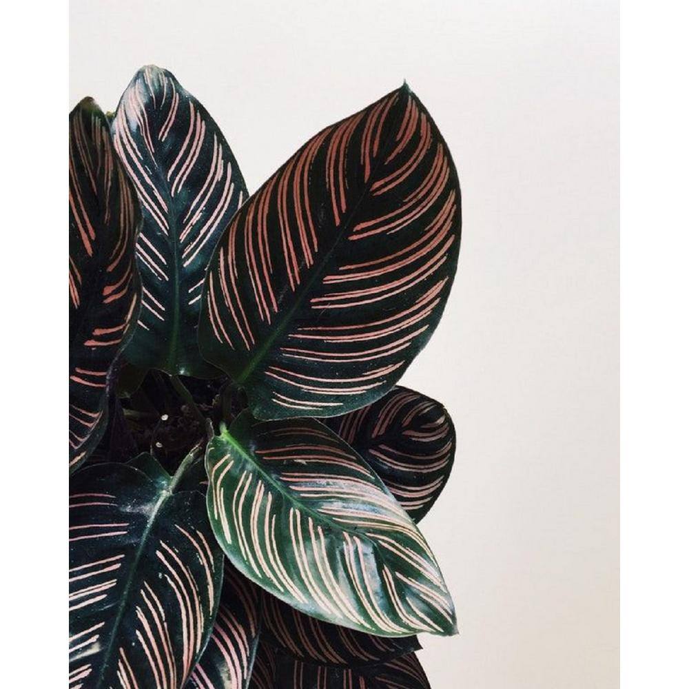 BELL NURSERY DIY Series Calathea Ornata and Pothos Live Indoor ...