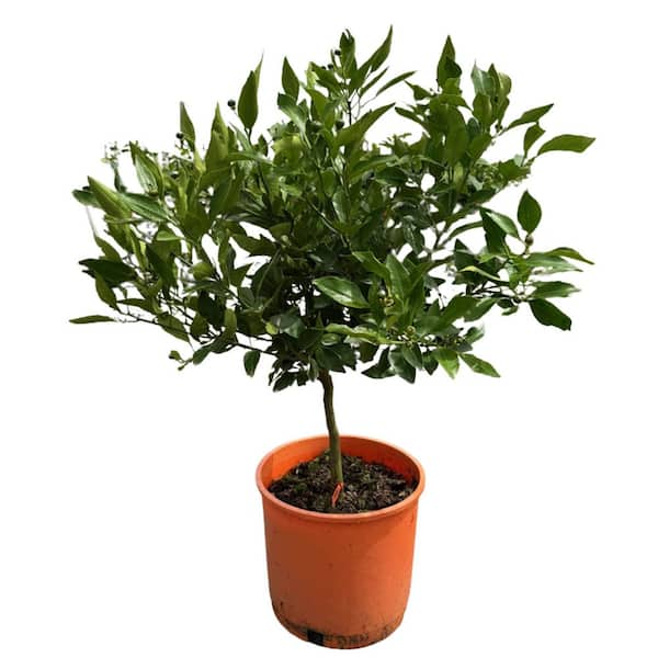Alder & Oak 03 Container Kishu Mandarin Standard Evergreen Citrus ...