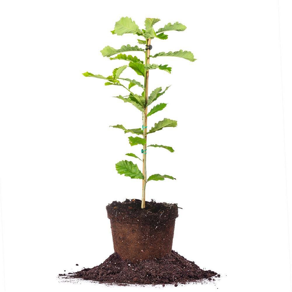 Perfect Plants Swamp Chestnut Oak Tree 4-5ft. Tall in Grower's Pot ...