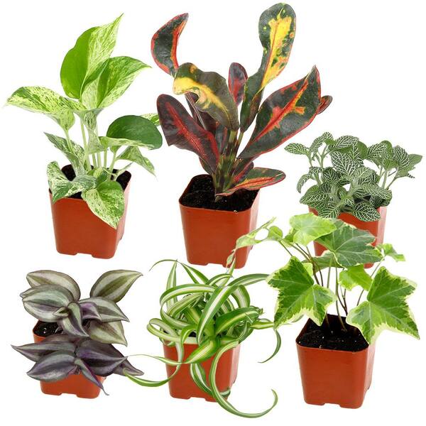 Reviews for ALTMAN PLANTS Air Purifying Live Houseplants (6 Pack), Easy ...