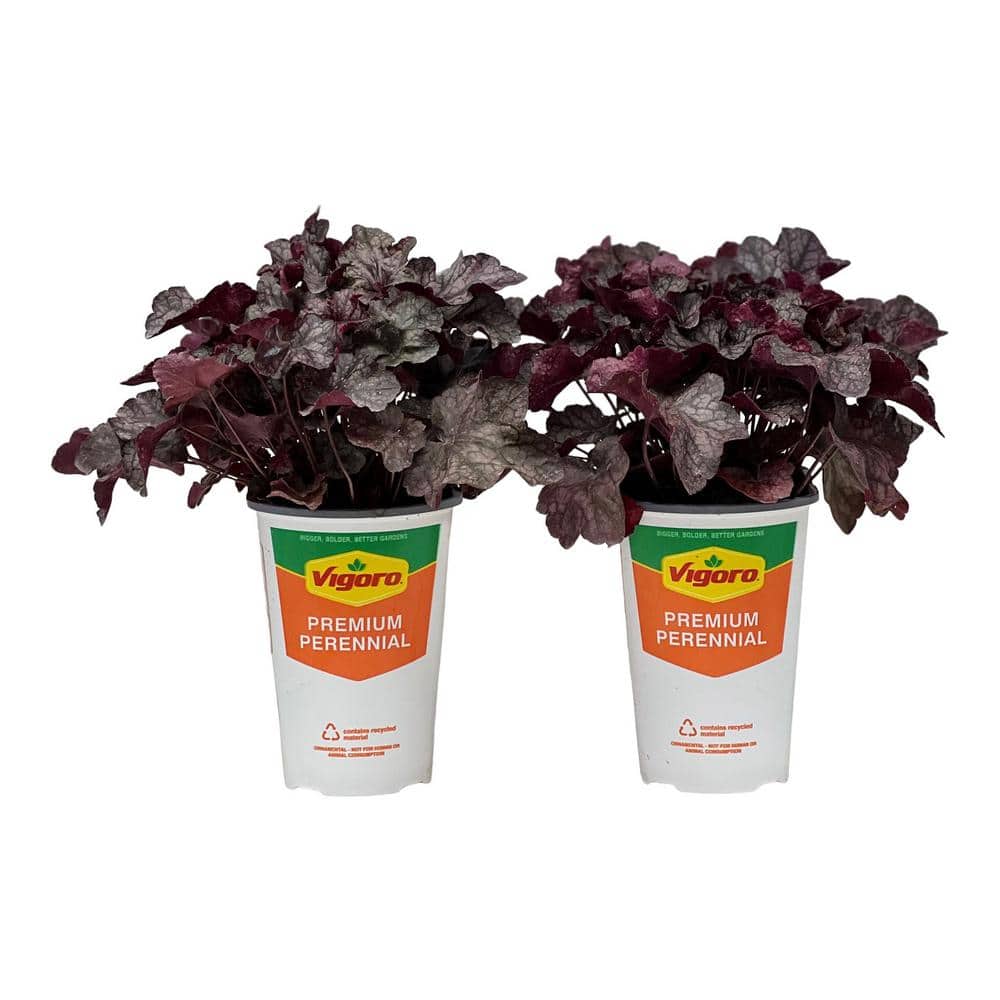 Vigoro 2.5 Qt. Vigoro Heuchera Carnival Rose Granite in 6.33 in. Grower ...